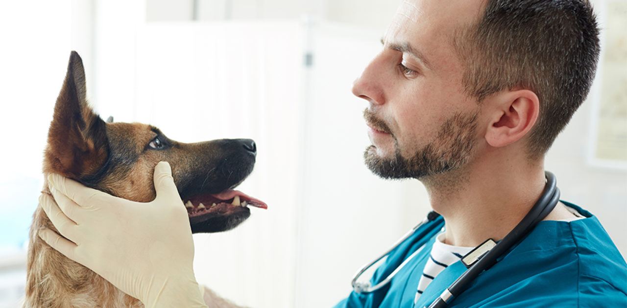 About PetVet at Tractor Supply | PetVet