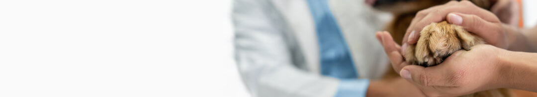 Roundworm Treatment 101