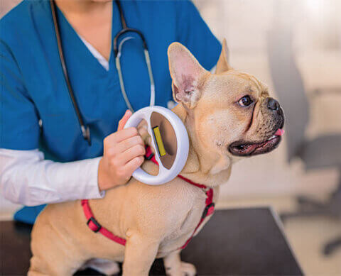 What to know after your visit | PetVet